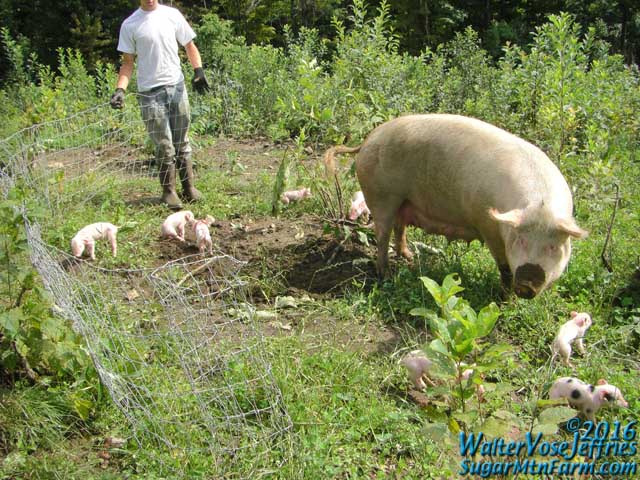 Moving Pigs | Sugar Mountain Farm